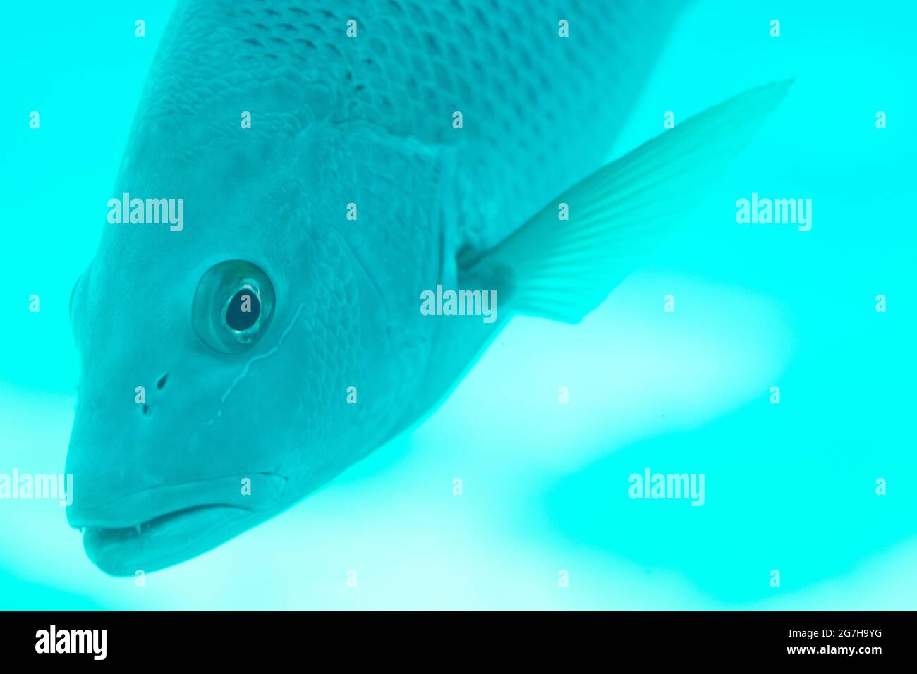 Closeup of a fish with visible sharp teeth swimming in blue water Stock ...