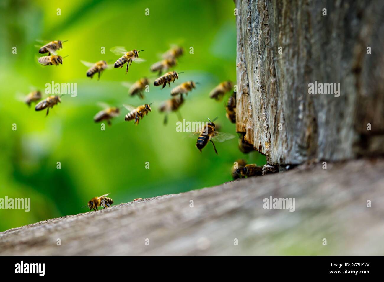 A swarm of honey bees at the bee house Stock Photo - Alamy