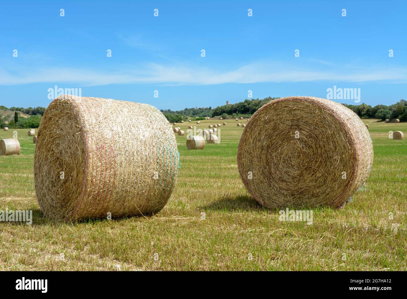 Stacks of straw - bales of hay, rolled into stacks left after ...