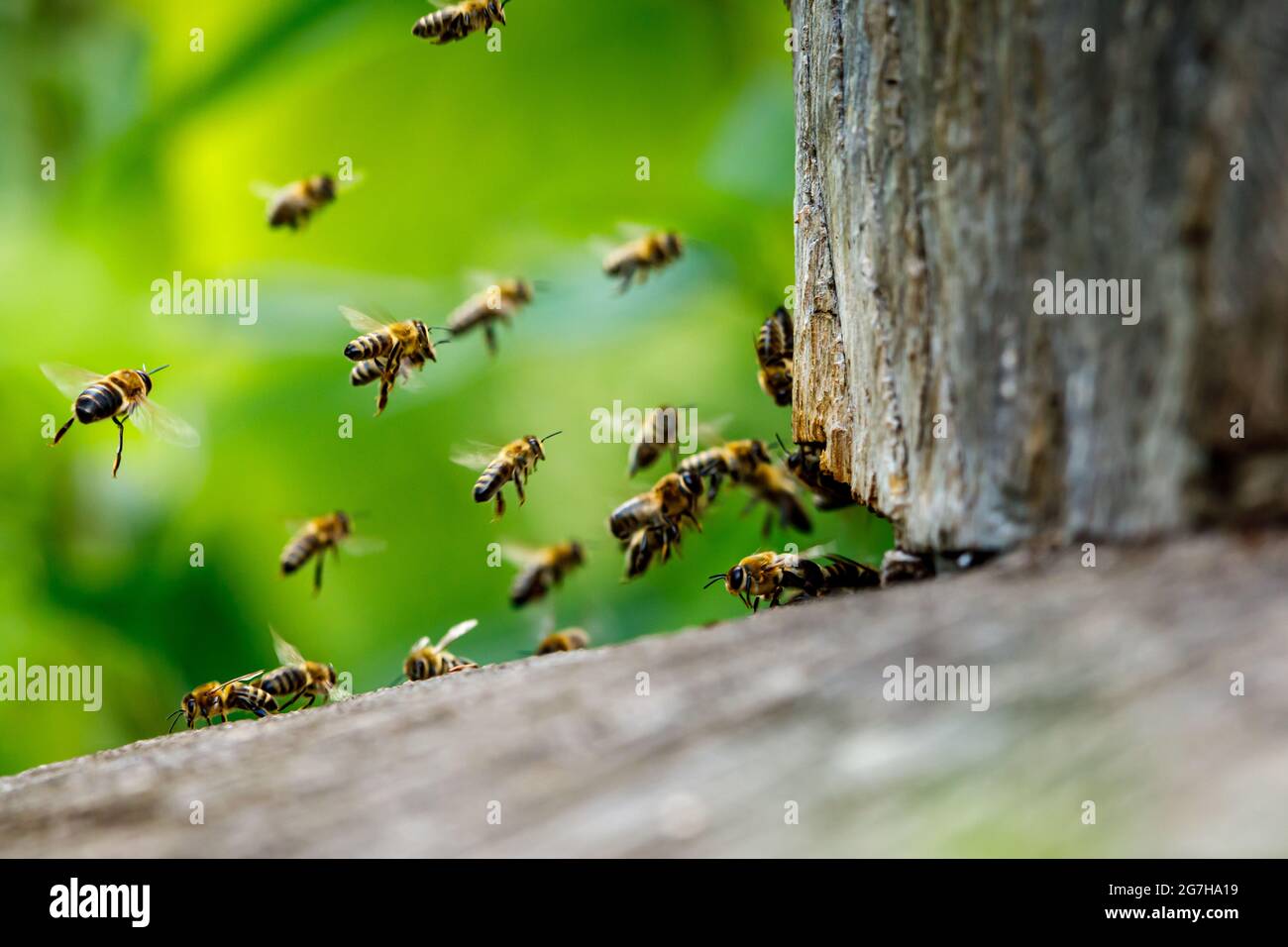 A swarm of honey bees at the bee house Stock Photo - Alamy