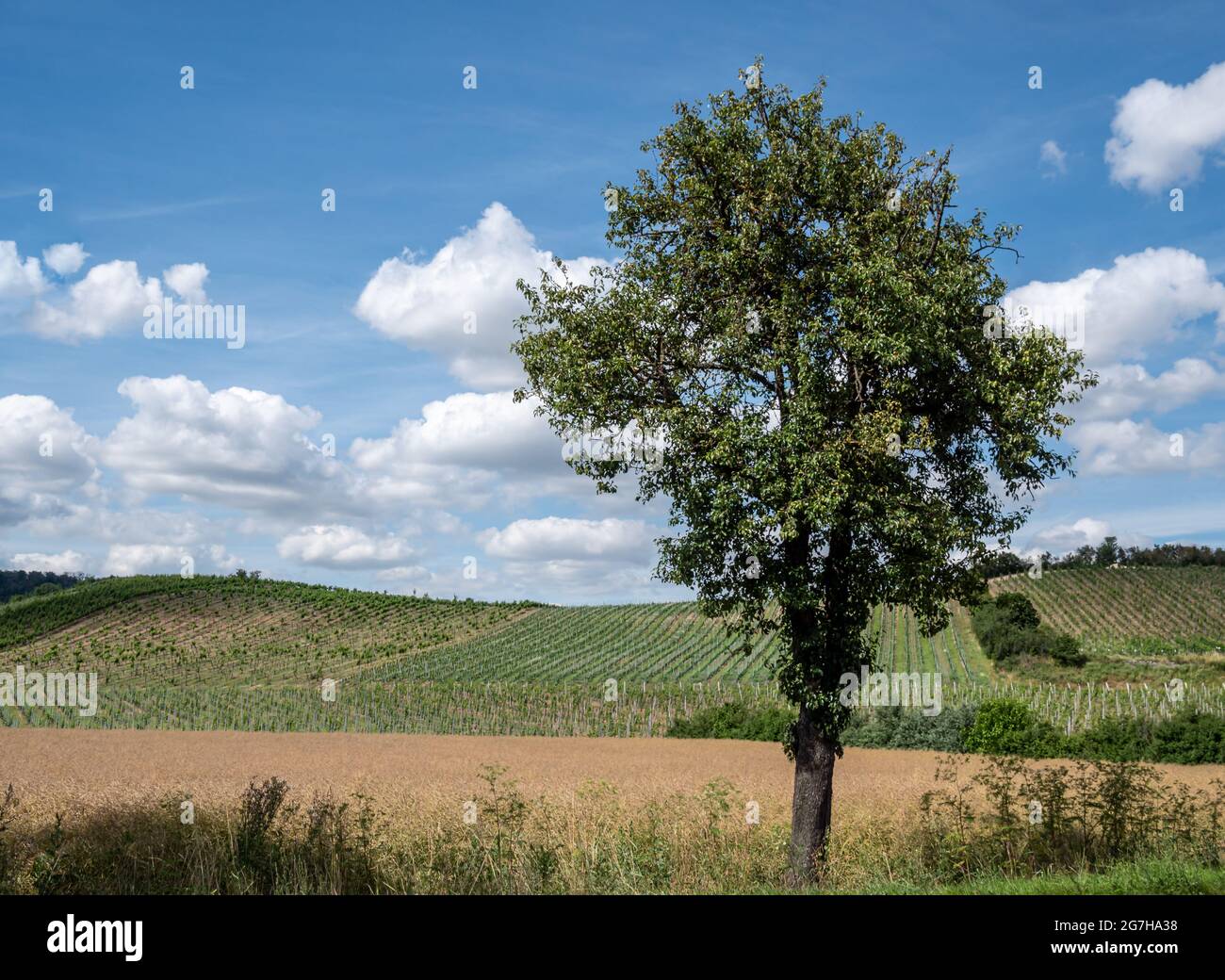 Wine-growing area on the Saale Stock Photo - Alamy