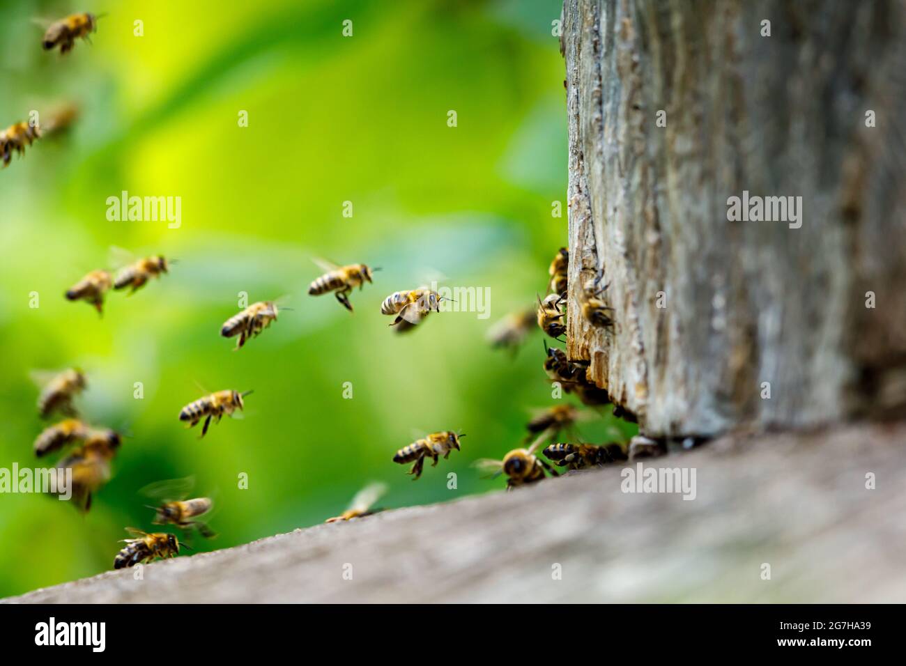 A swarm of honey bees at the bee house Stock Photo - Alamy