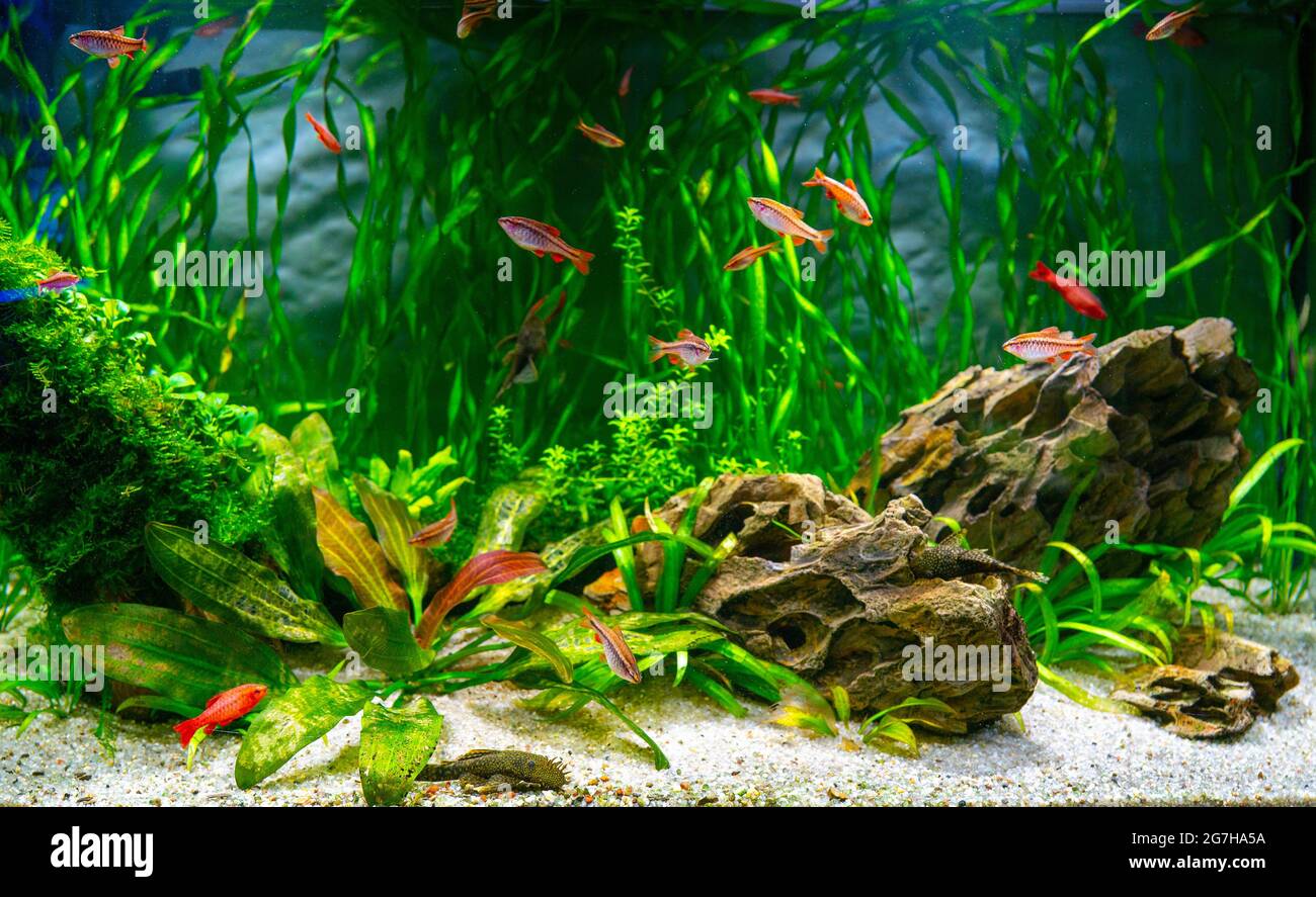 Freshwater Aquarium Algae