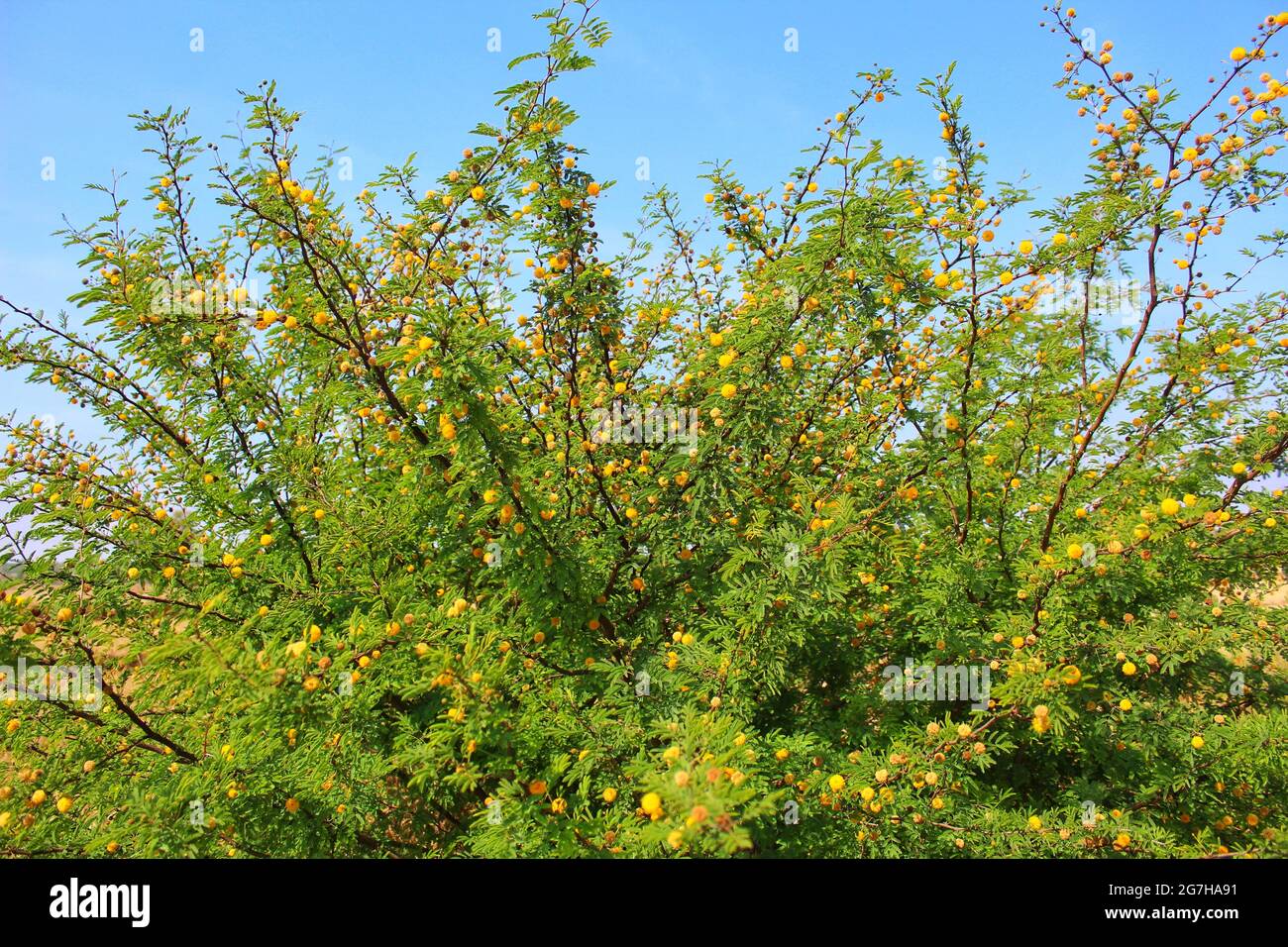 Gum arabic tree with yellow flowers Stock Photo - Alamy