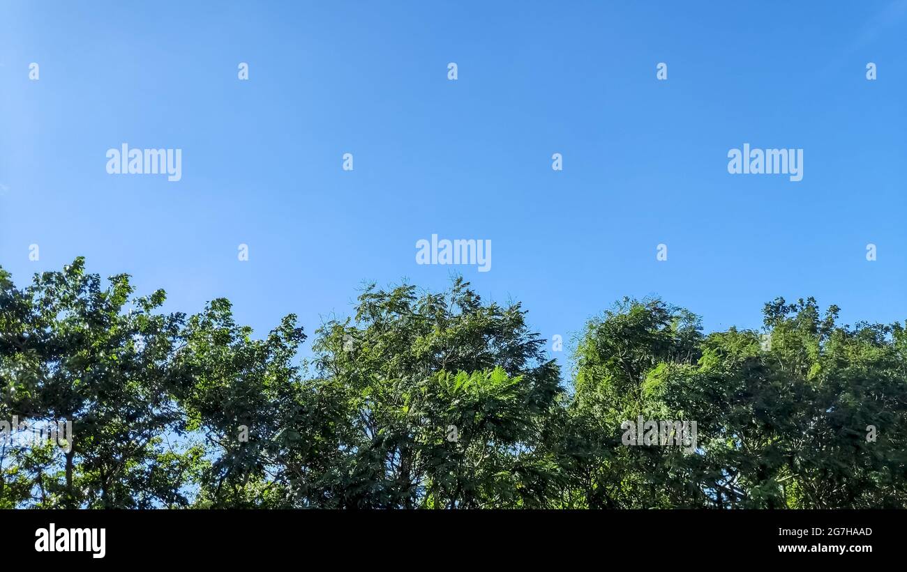 Symmetrical composition of acacia trees under a clear blue sky Stock ...