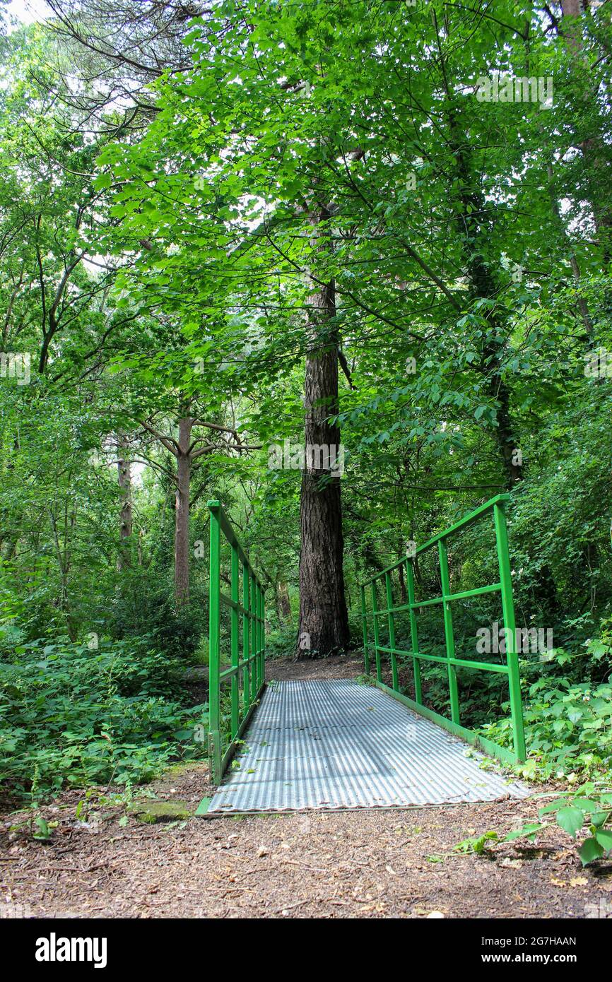 Natural view of a narrow footbridge in the middle of a forest Stock ...