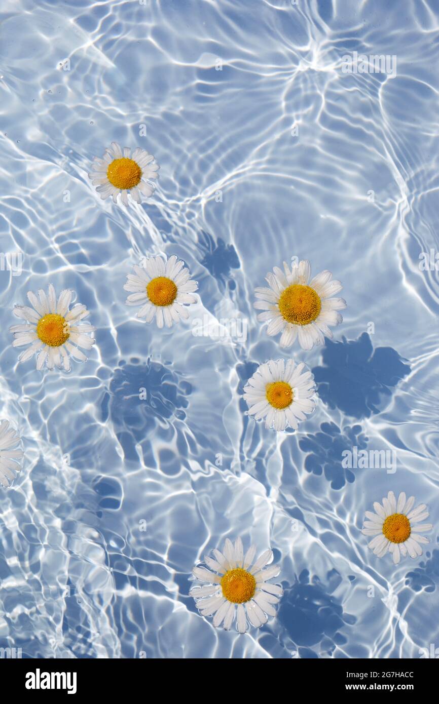 Daisy Flowers floating on Water. Sun and shadows. Minimal nature ...