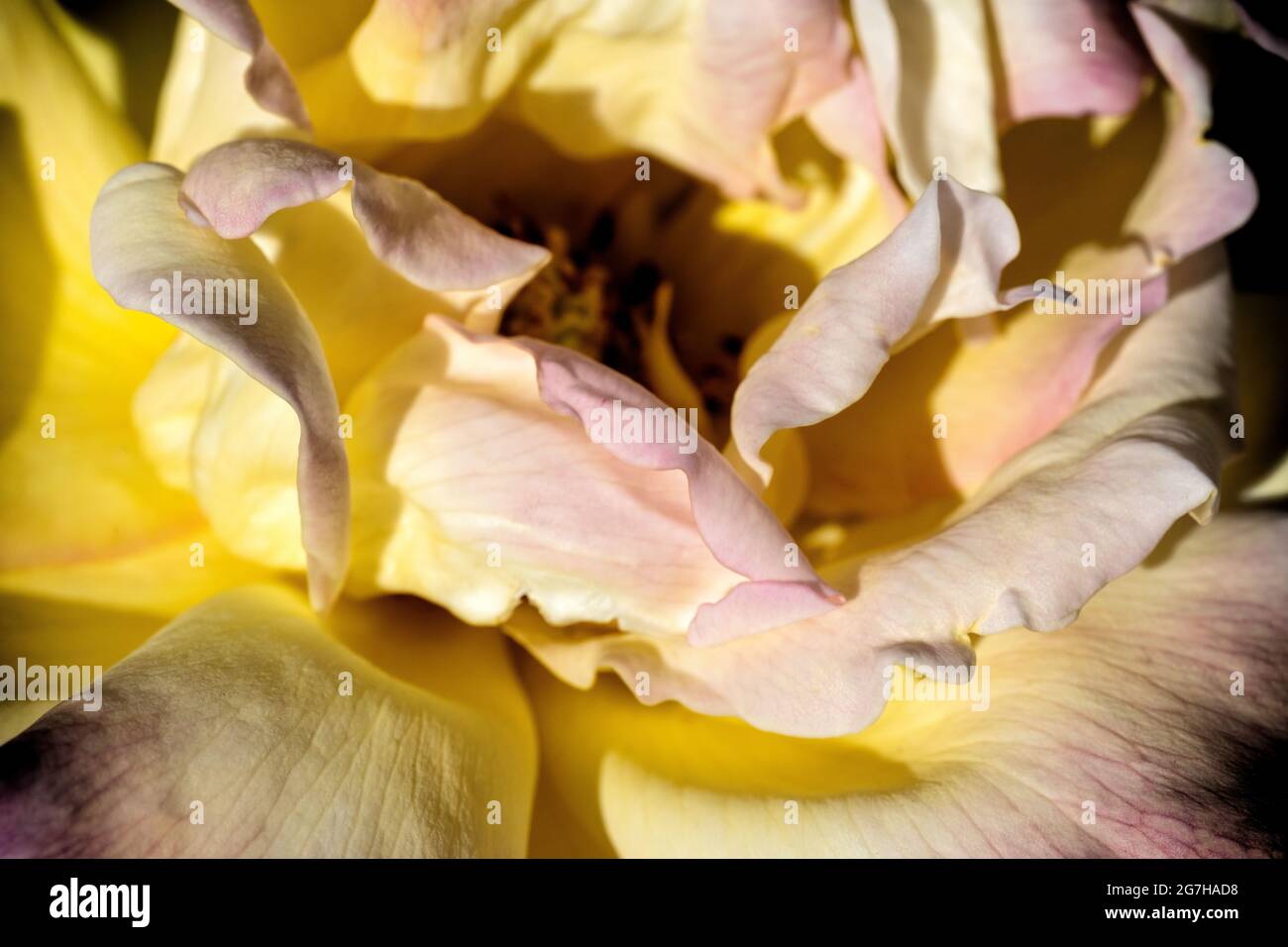 Bc rose hi-res stock photography and images - Alamy