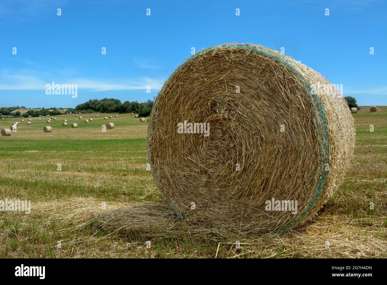 Stacks of straw - bales of hay, rolled into stacks left after ...