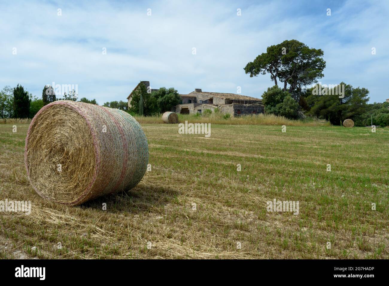 Stacks of straw - bales of hay, rolled into stacks left after ...