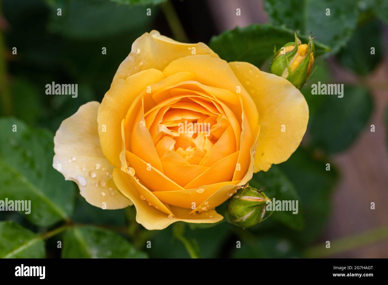 Graham thomas rose garden hi-res stock photography and images - Alamy