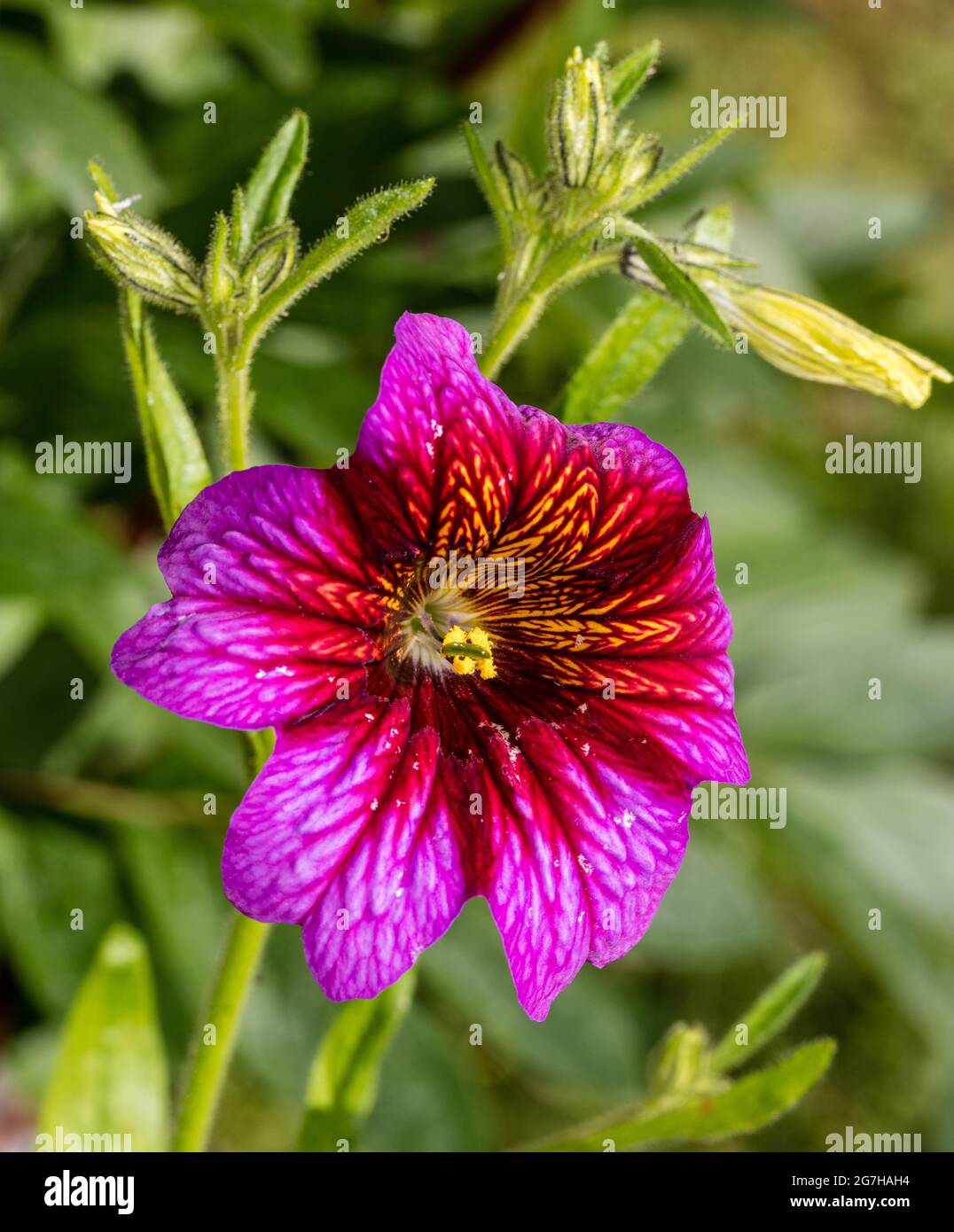 'Bolero Mixed' Velvet Trumpet Flower, Trumpetblomma (Salpiglossis ...