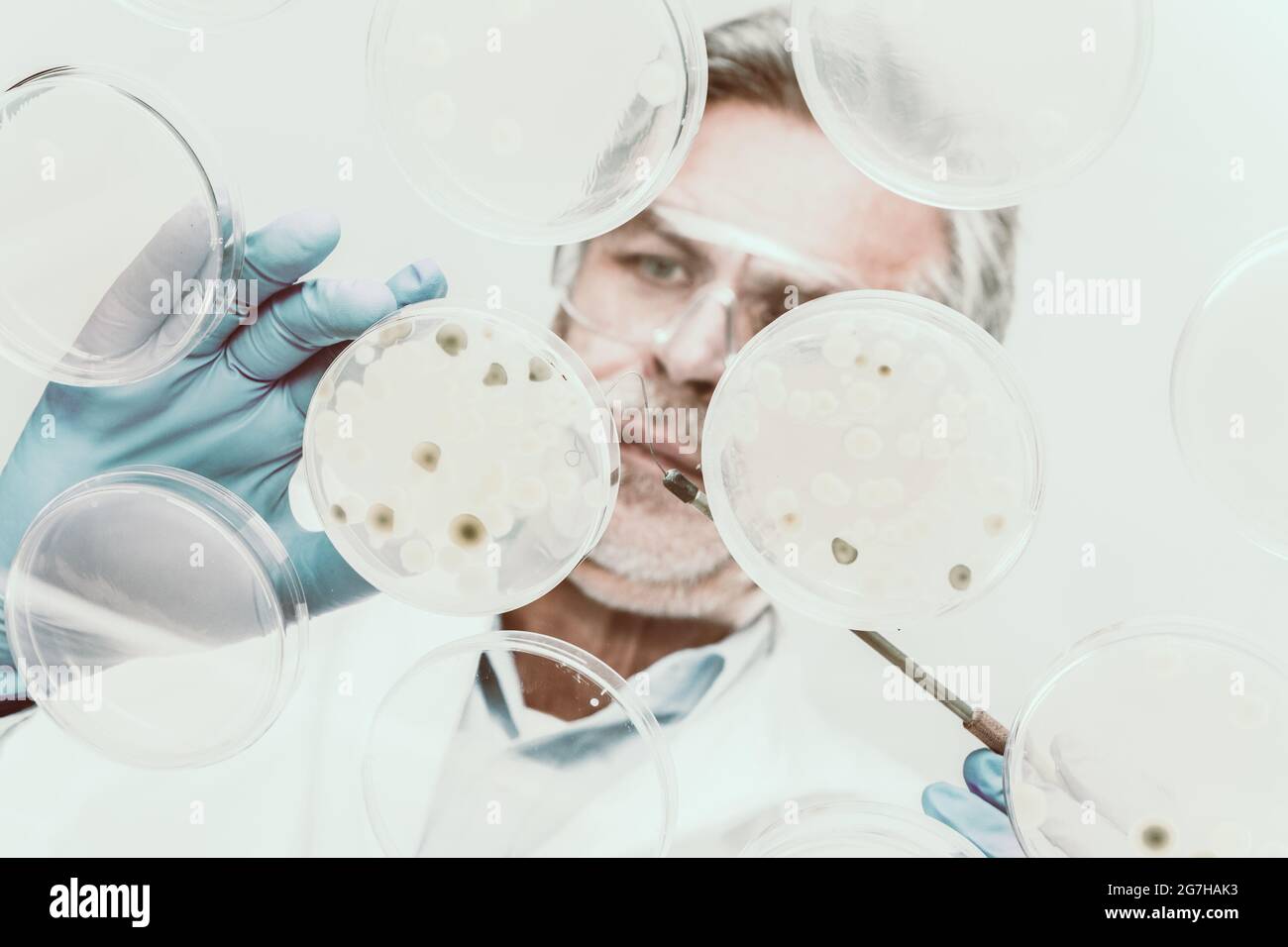 Male senior life science researcher grafting bacteria Stock Photo - Alamy