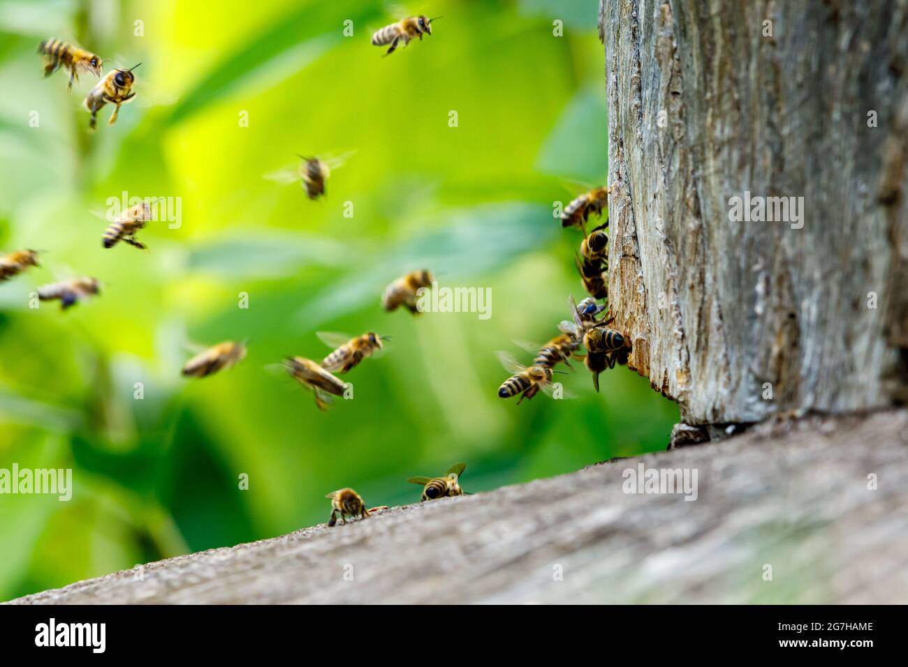 A swarm of honey bees at the bee house Stock Photo - Alamy
