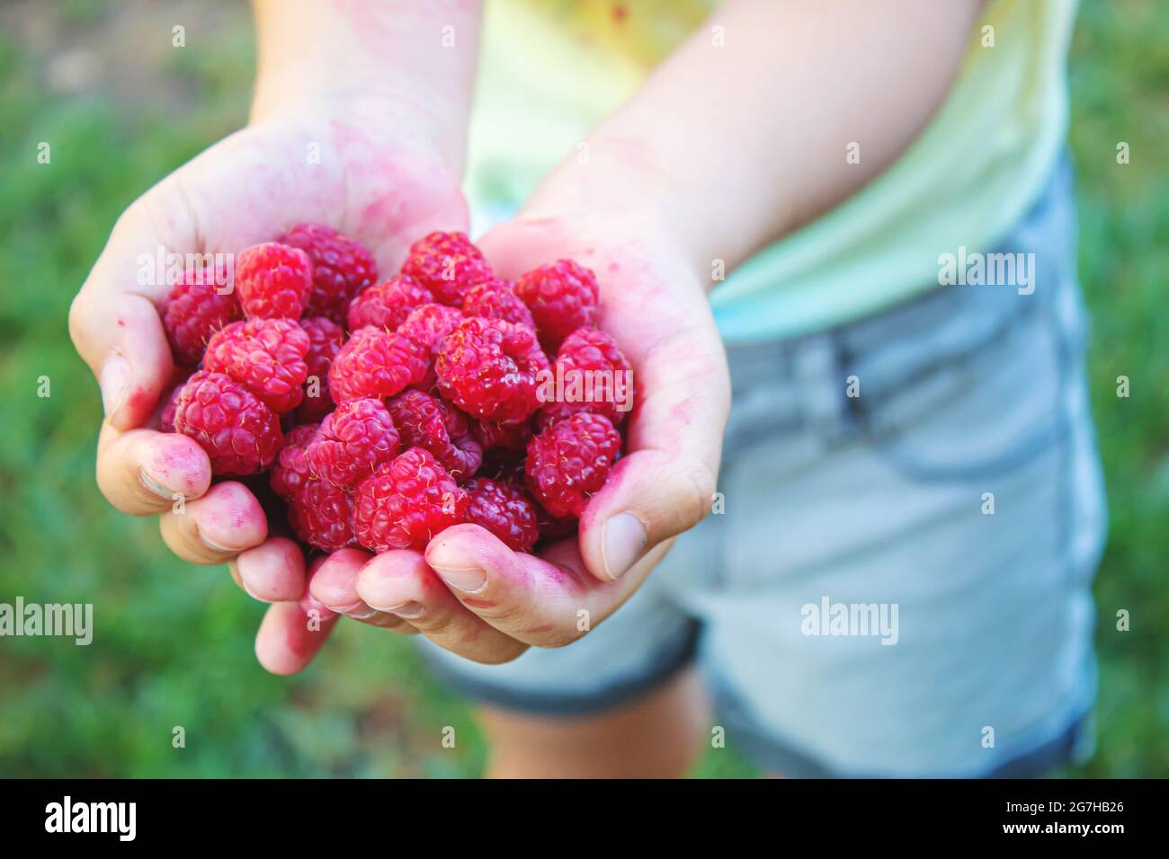 child holding raspberries in his hands.selective focus.food Stock Photo ...