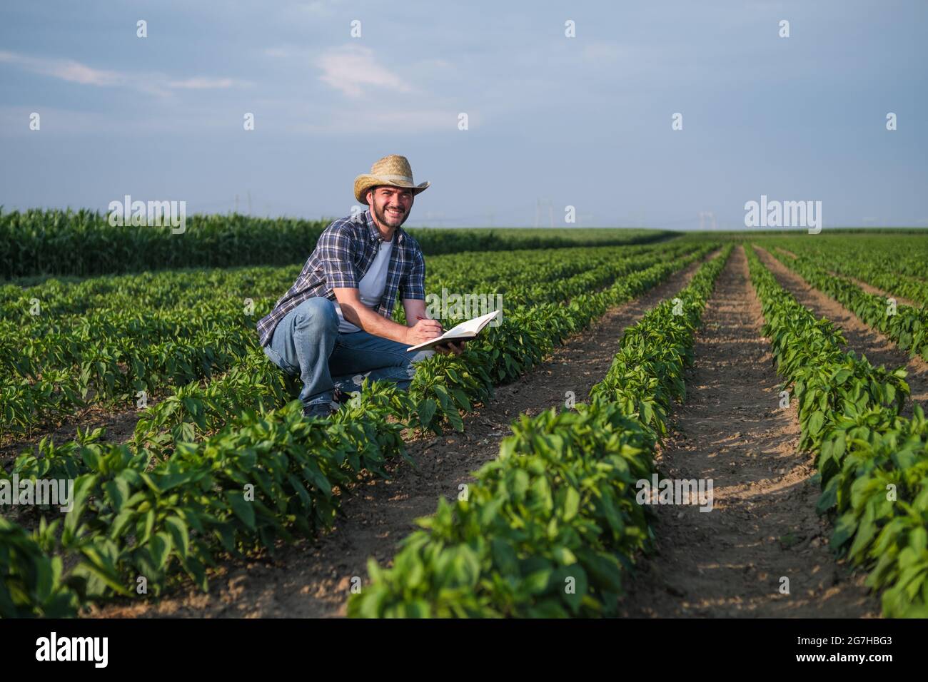 Chili plantation hi-res stock photography and images - Alamy