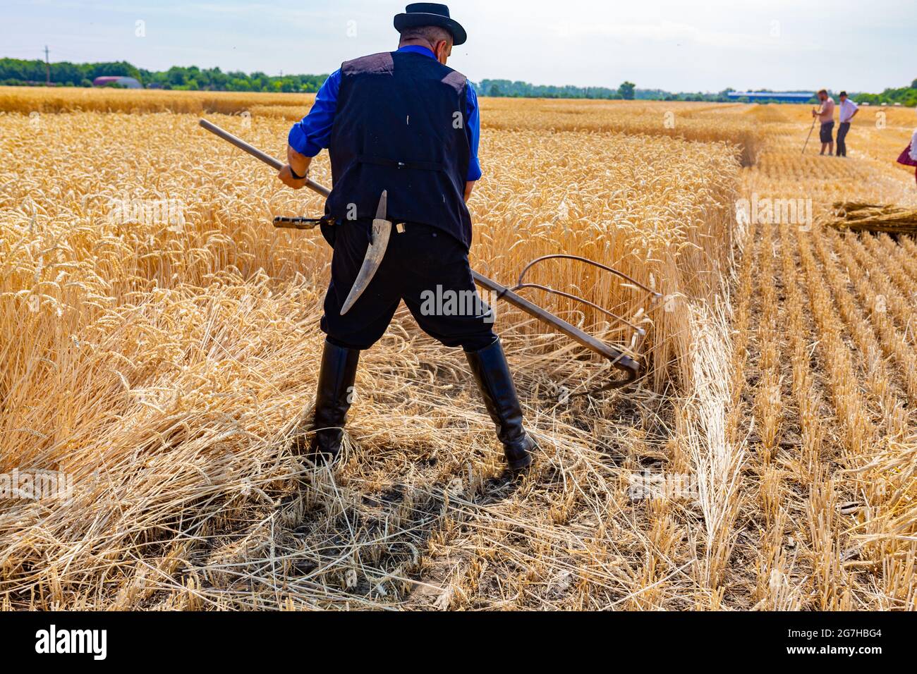 Harvest in the traditional way in rural Eastern Hungary Stock Photo - Alamy
