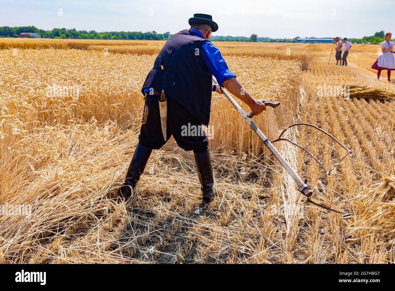 Harvest in the traditional way in rural Eastern Hungary Stock Photo - Alamy