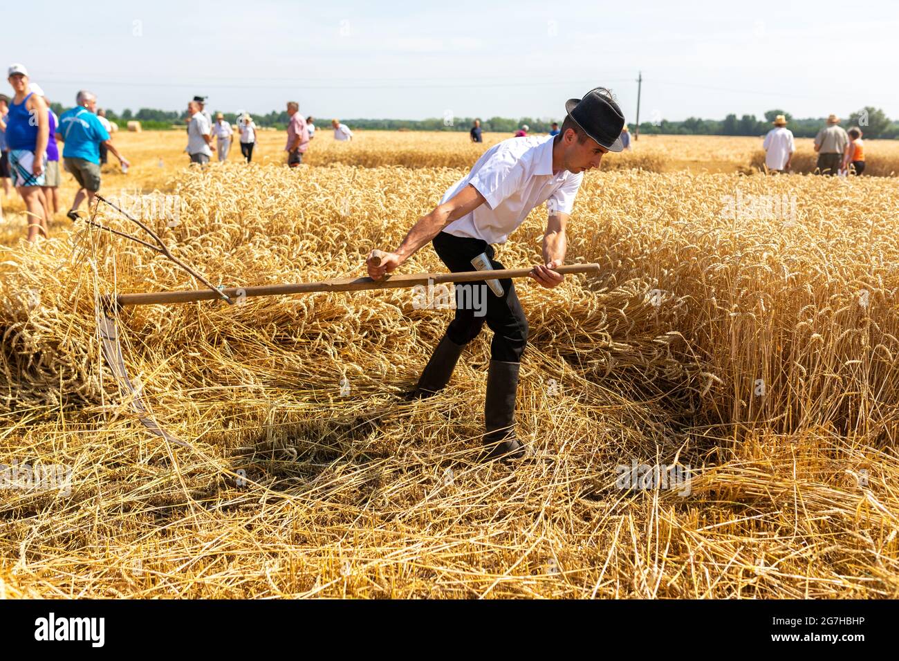Harvest in the traditional way in rural Eastern Hungary Stock Photo - Alamy