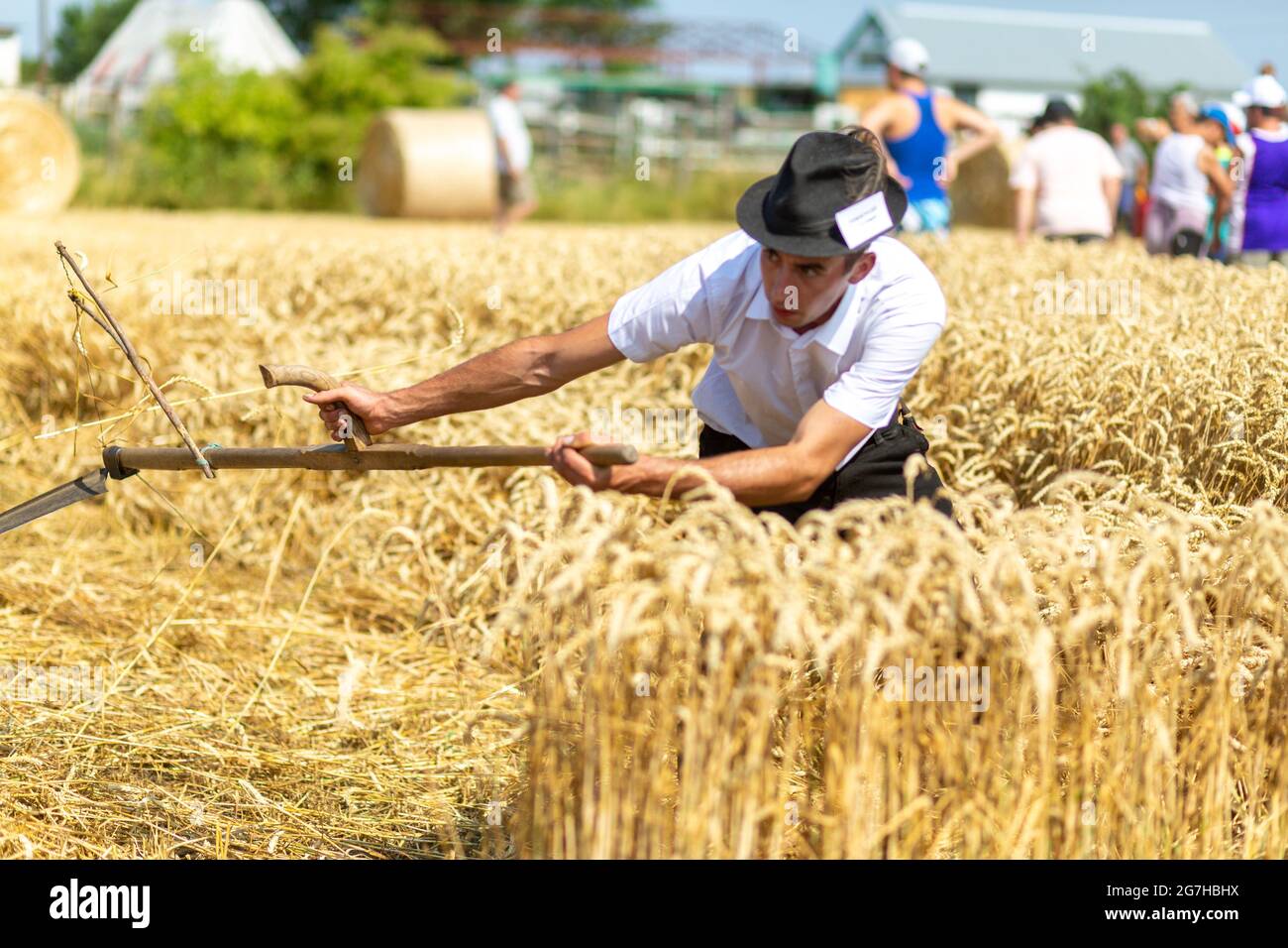 Harvest in the traditional way in rural Eastern Hungary Stock Photo - Alamy