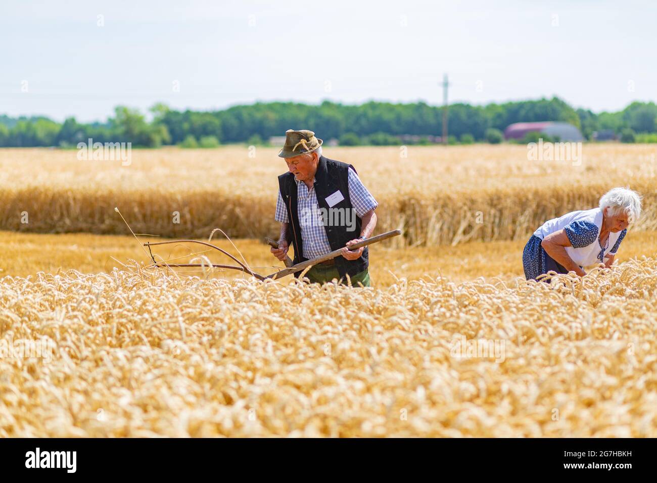 Harvest in the traditional way in rural Eastern Hungary Stock Photo - Alamy