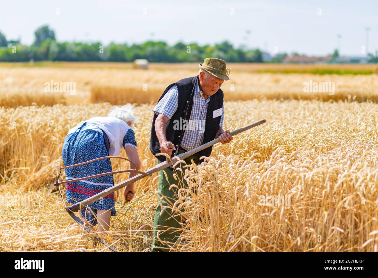 Harvest in the traditional way in rural Eastern Hungary Stock Photo - Alamy