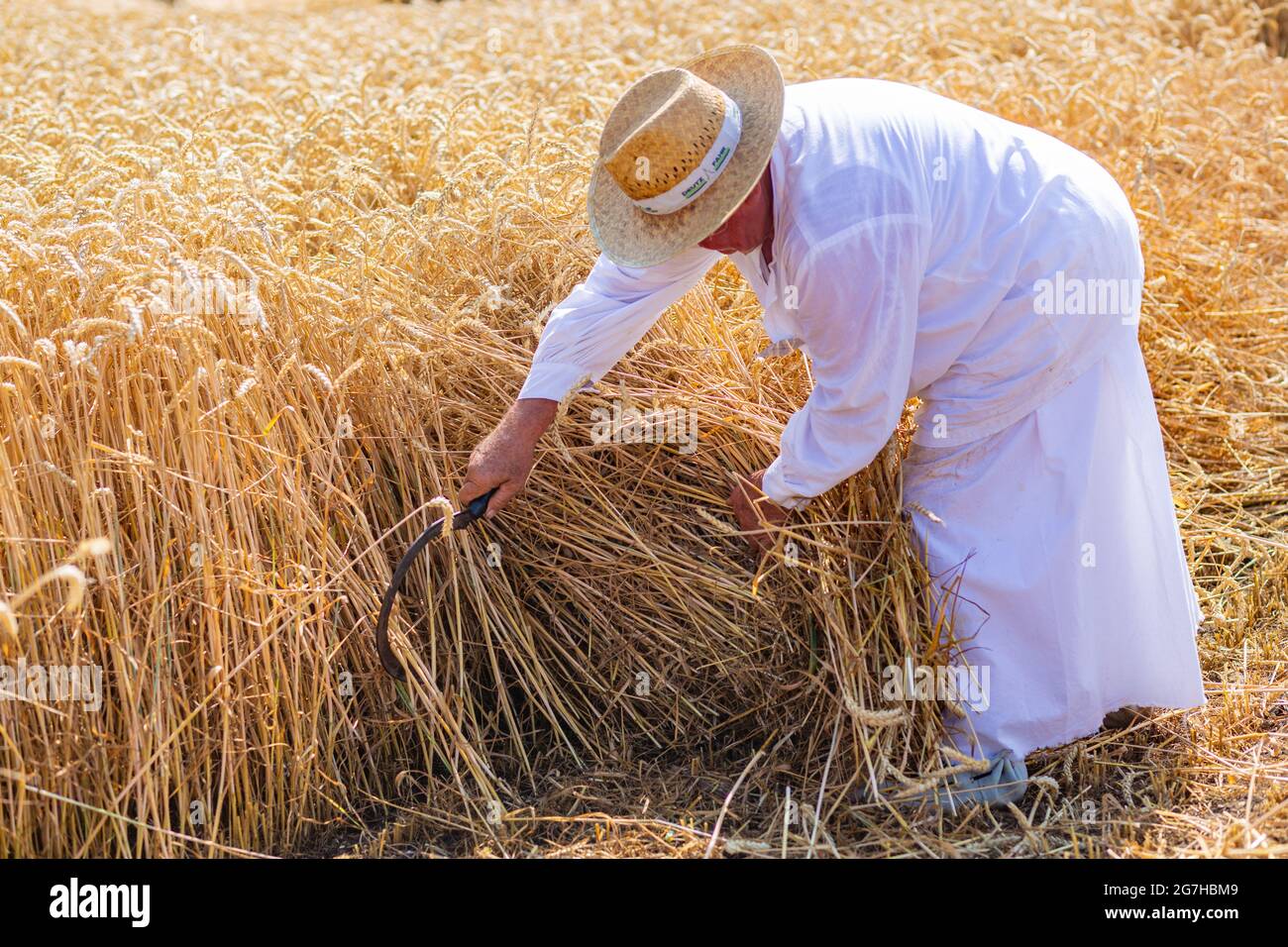 Harvest in the traditional way in rural Eastern Hungary Stock Photo - Alamy