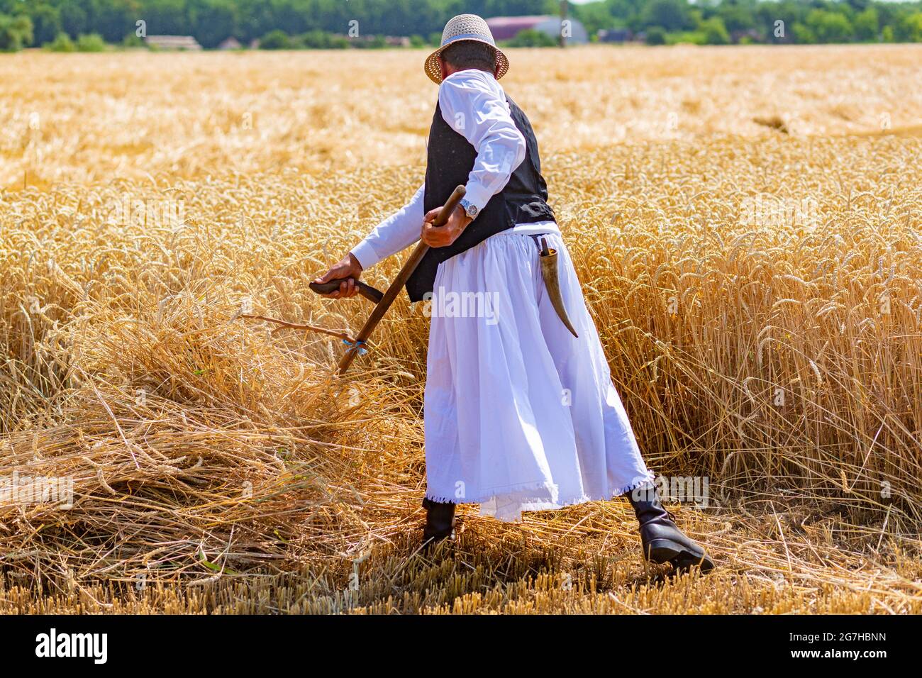 Harvest in the traditional way in rural Eastern Hungary Stock Photo - Alamy