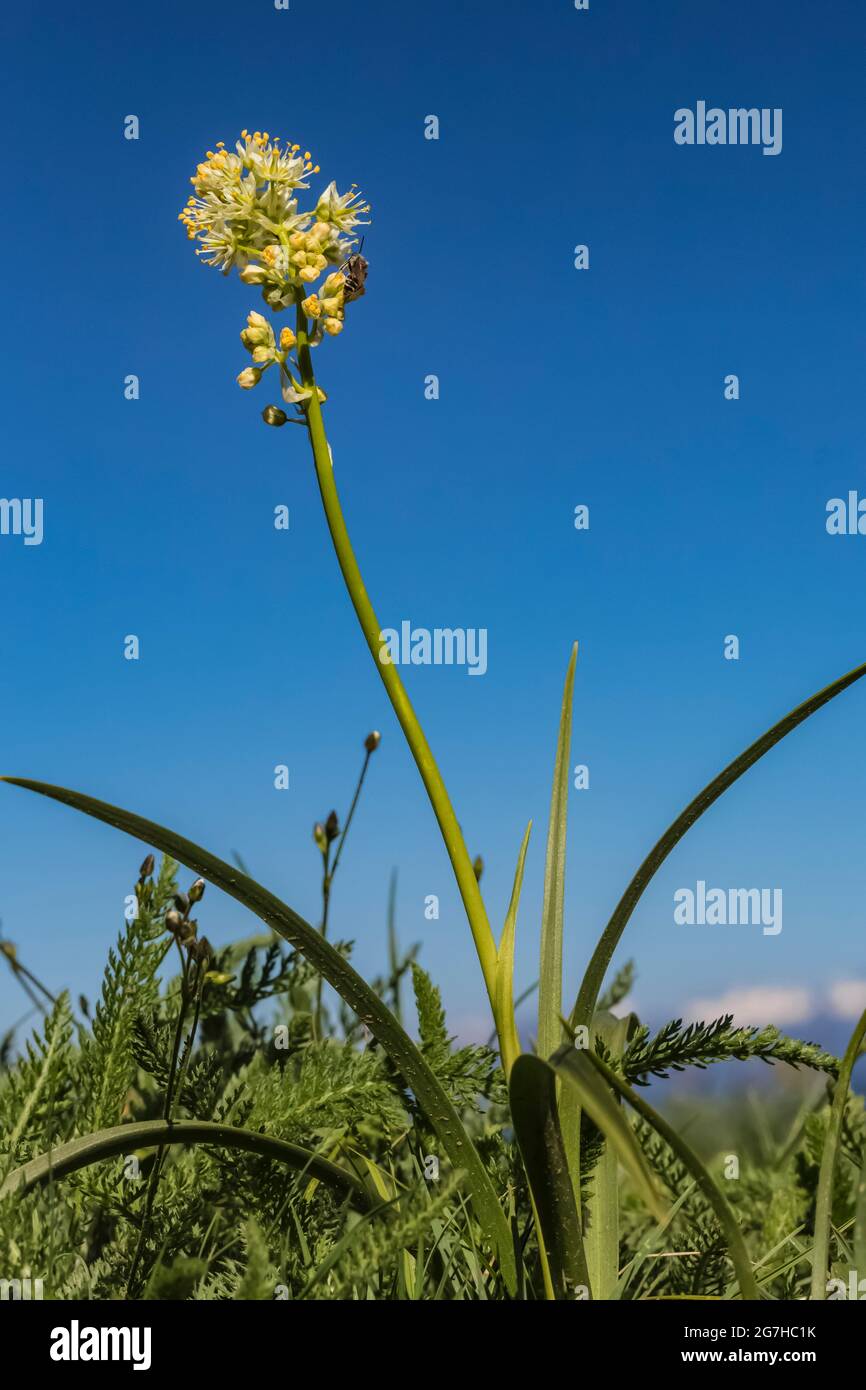 Meadow death camas hi-res stock photography and images - Alamy