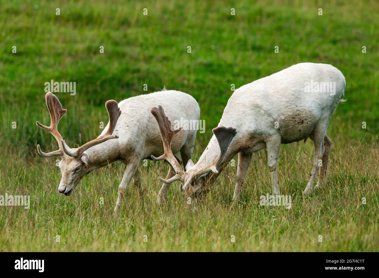 Flock white fallow deer hi-res stock photography and images - Alamy