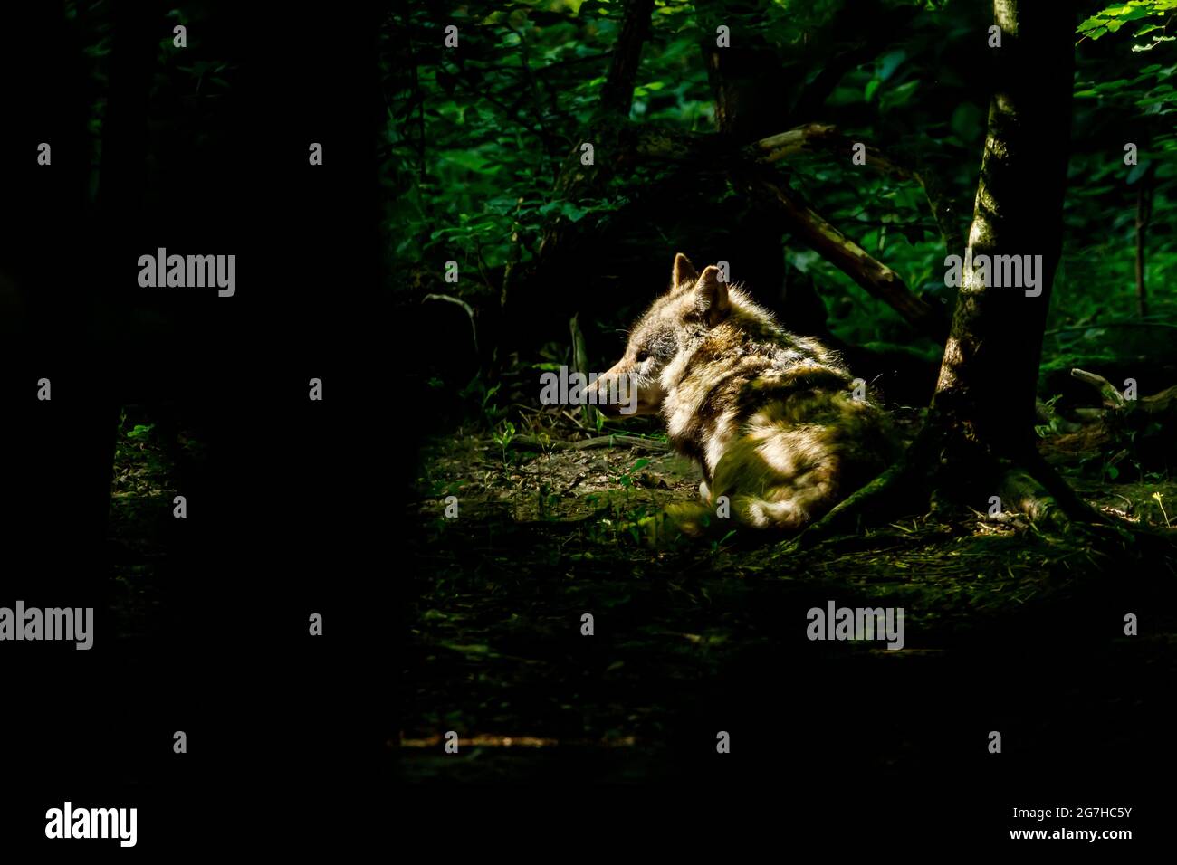 A wolf in the woods Stock Photo - Alamy