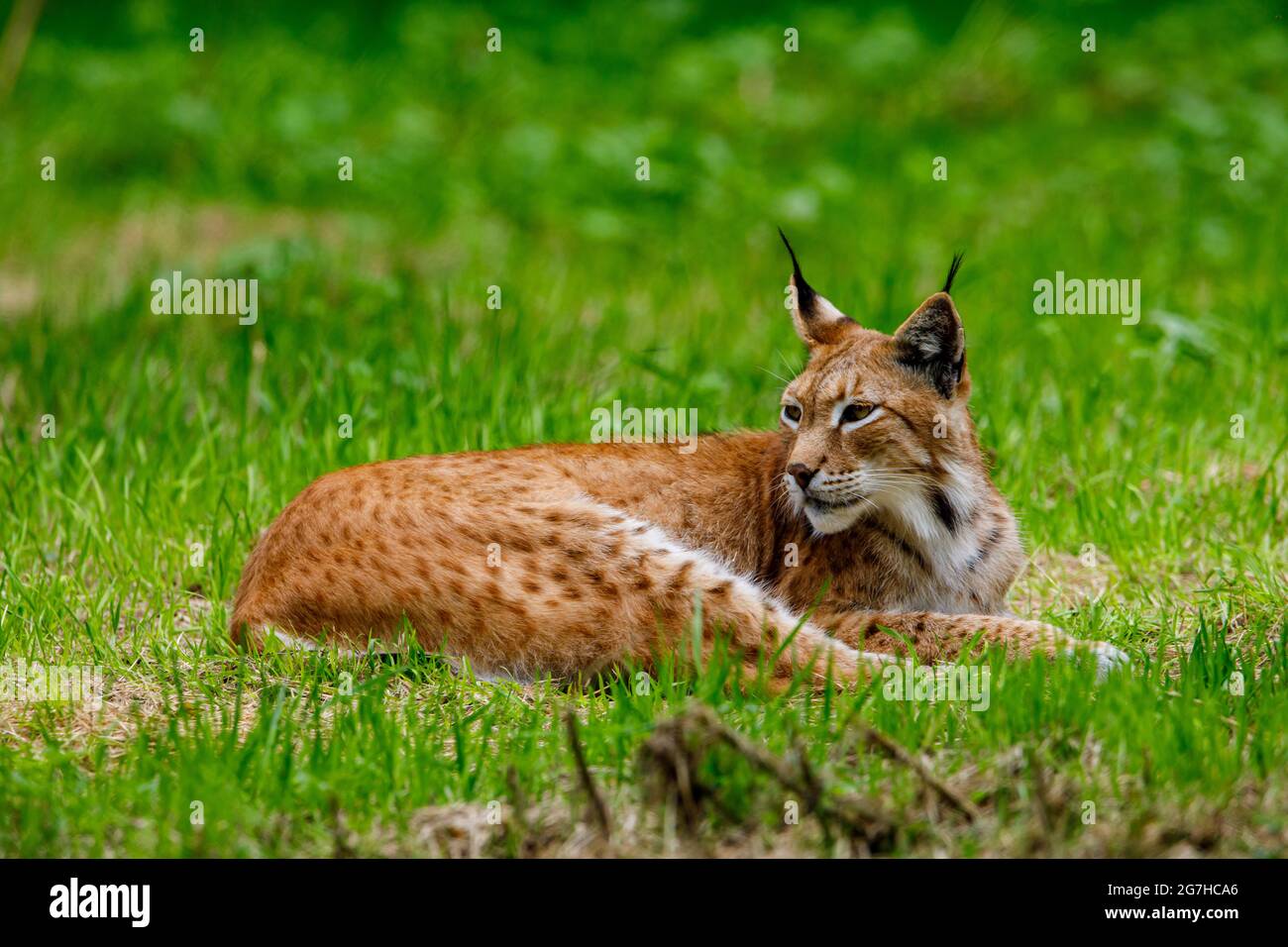 Lynx whiskers hi-res stock photography and images - Alamy