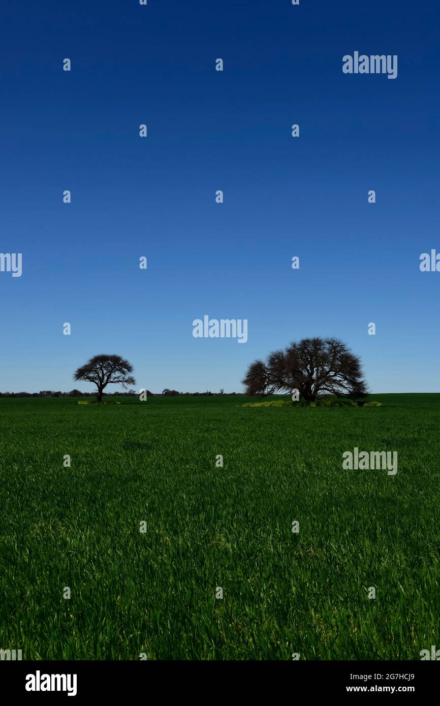 Calden, Prosopis Caldenia) in Pampas landscape, typical tree of the ...