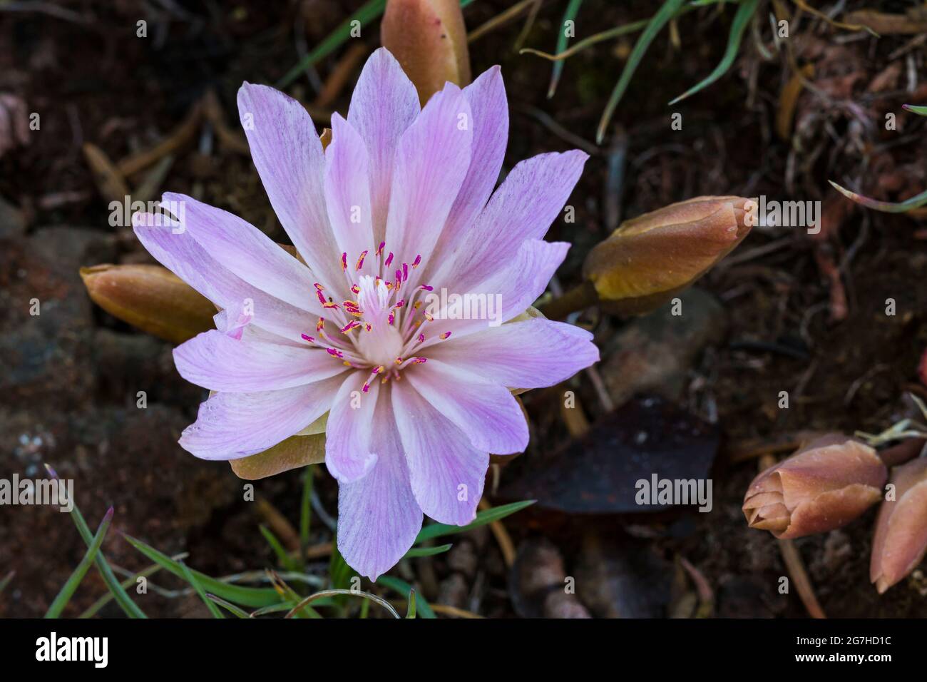 Bitterroot mountains hi-res stock photography and images - Alamy