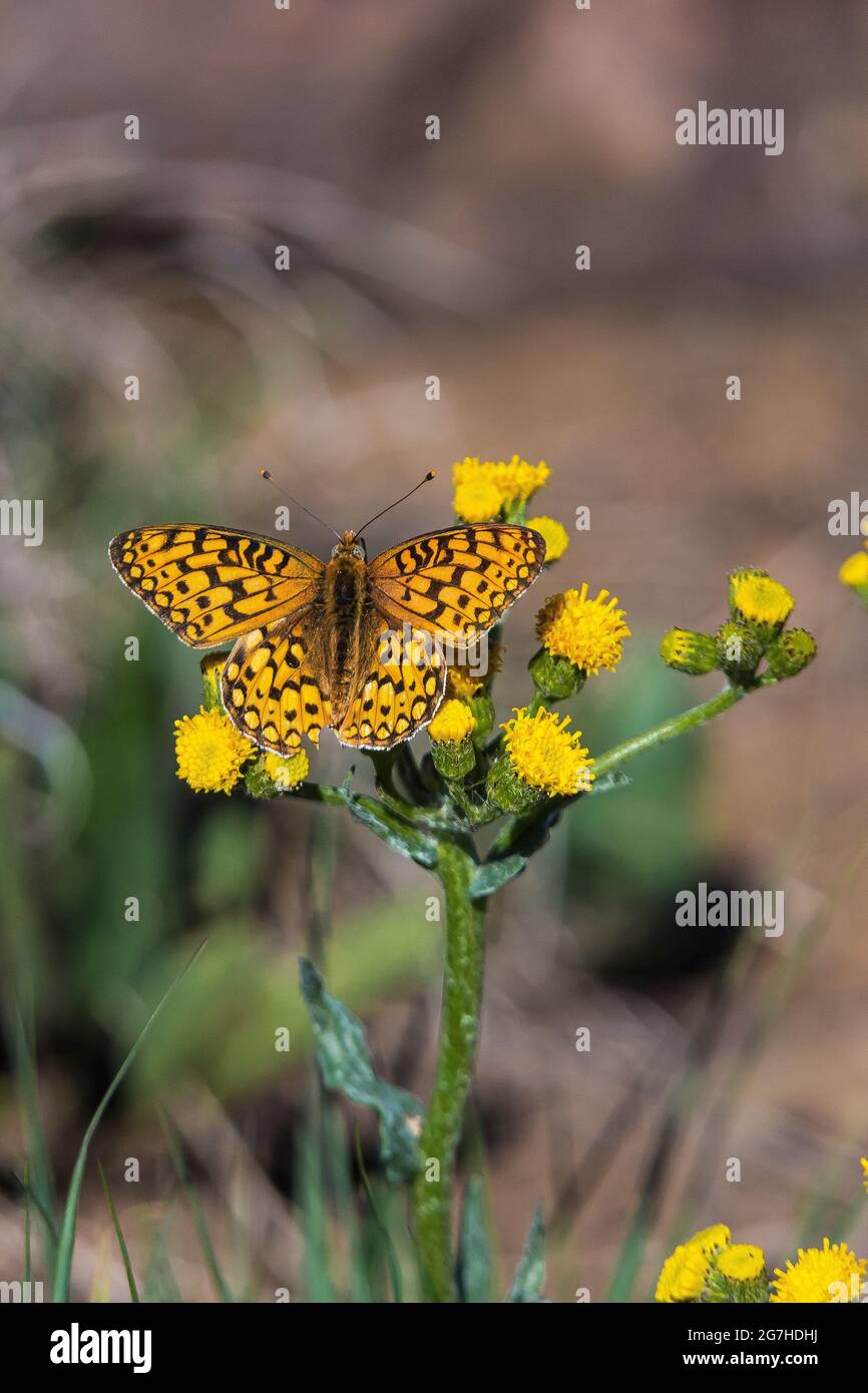 Coronis fritillary speyeria coronis hi-res stock photography and images ...