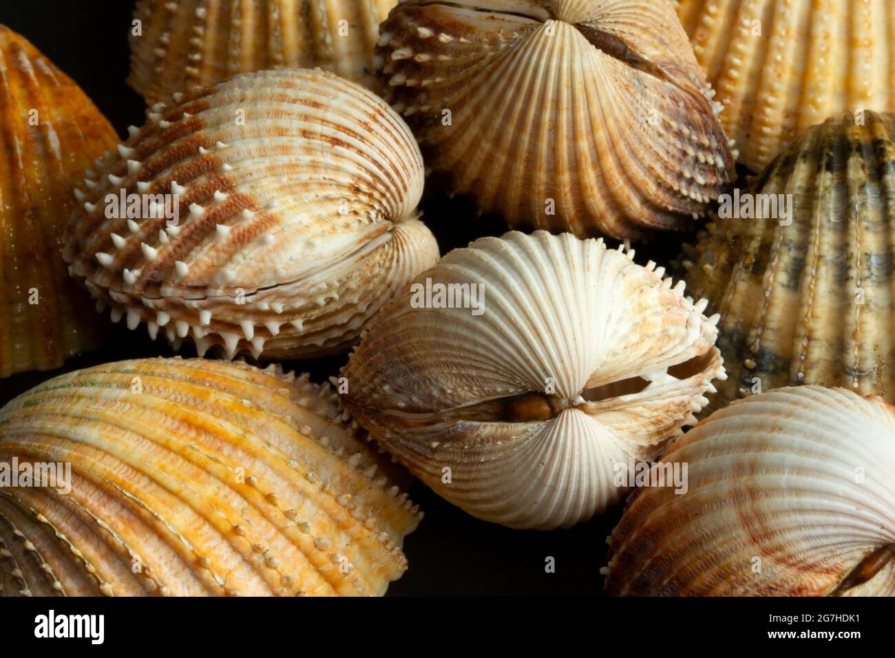 Acanthocardia echinate hi-res stock photography and images - Alamy