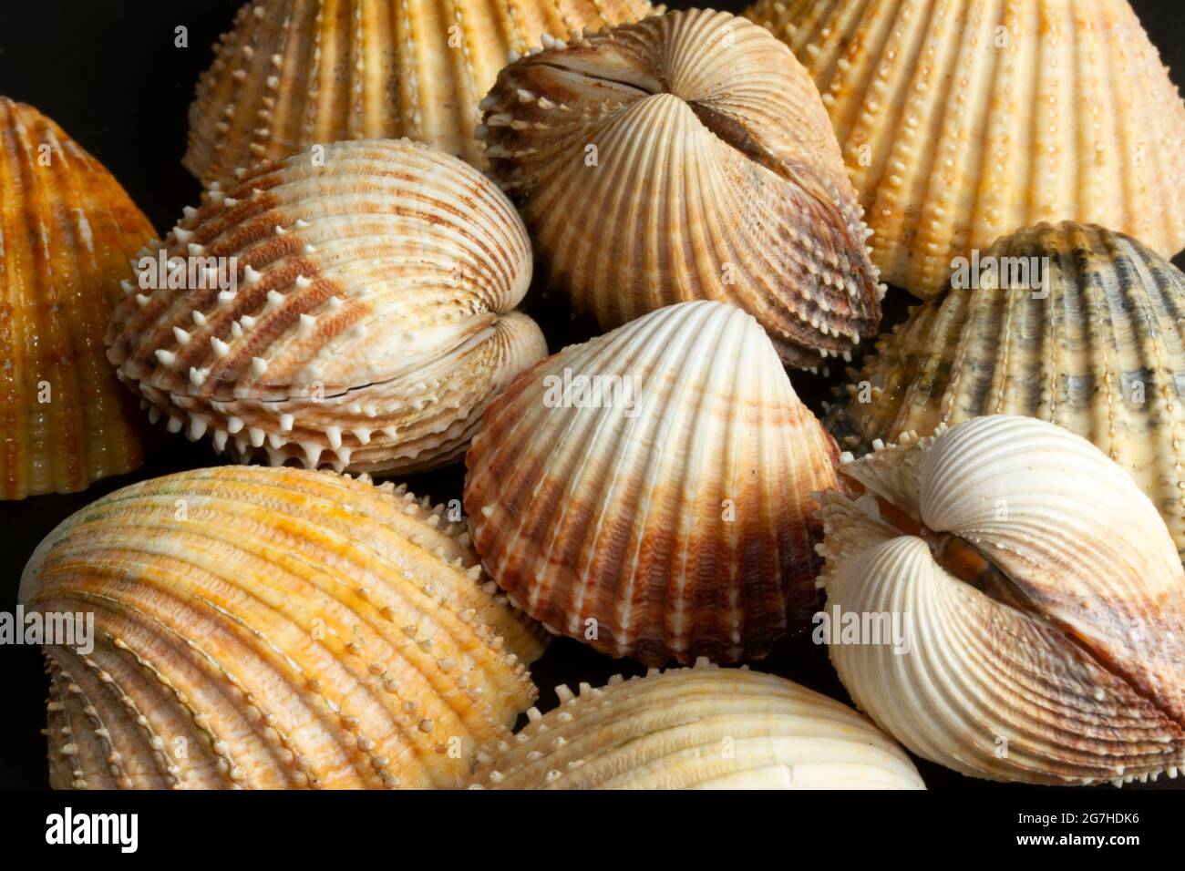Bivalve hinge hi-res stock photography and images - Alamy