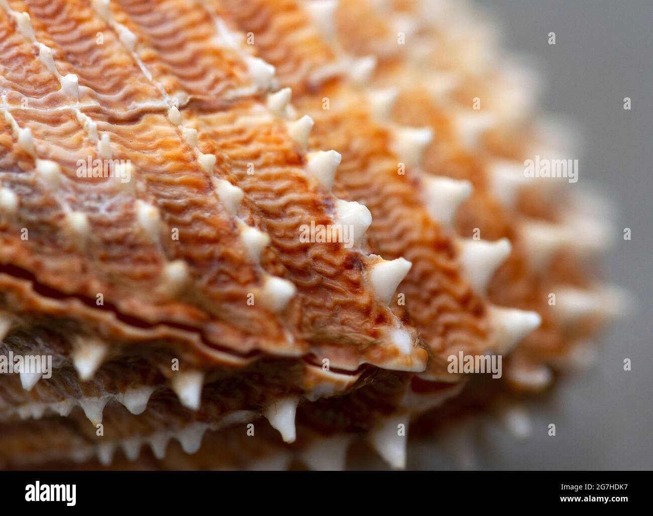 Acanthocardia echinate hi-res stock photography and images - Alamy