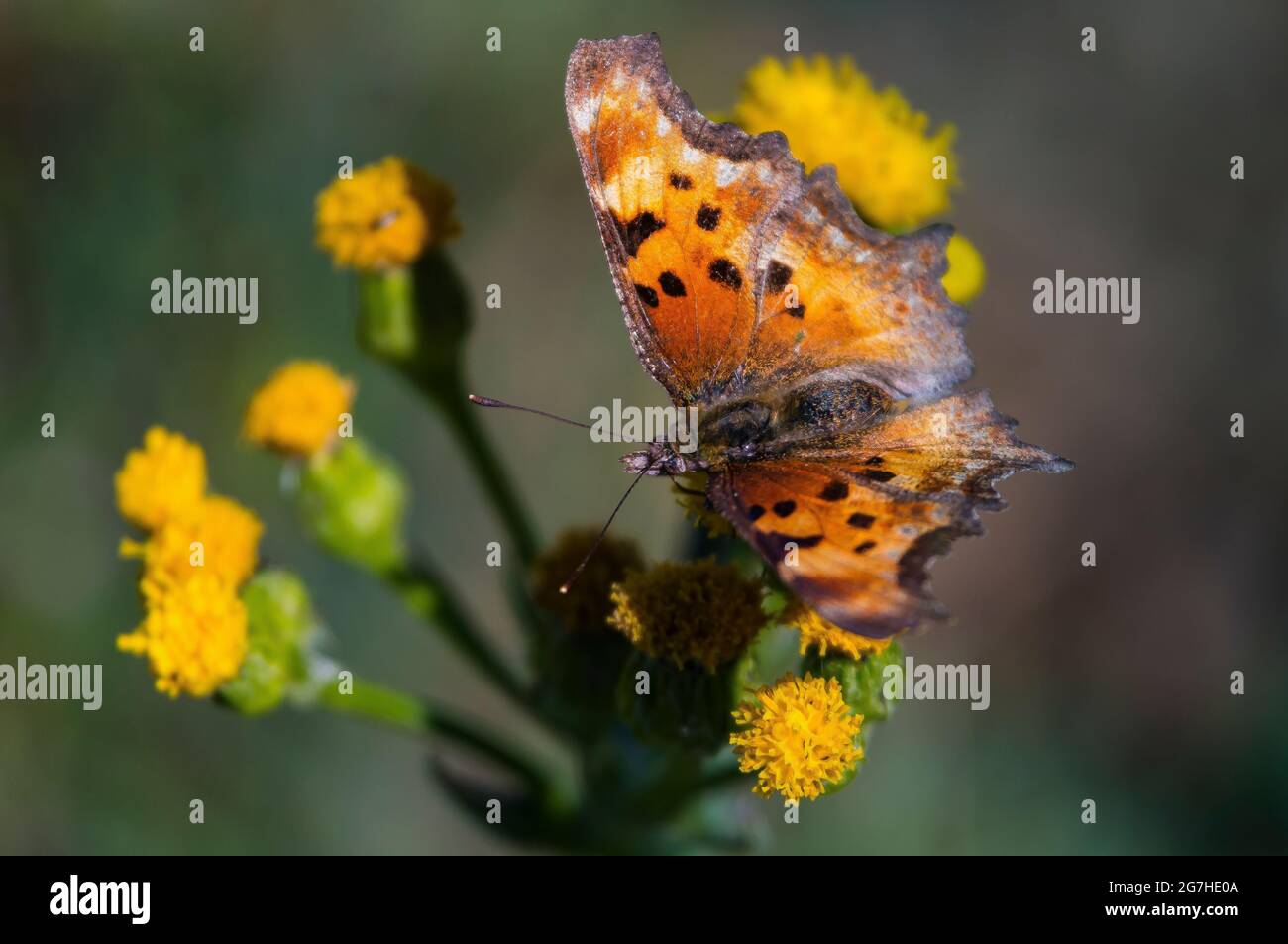 Green Comma, Polygonia faunus, butterfly feeding on Parry's Arnica on ...