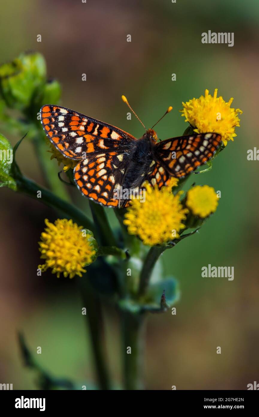 Edith's checkerspot butterfly hi-res stock photography and images - Alamy