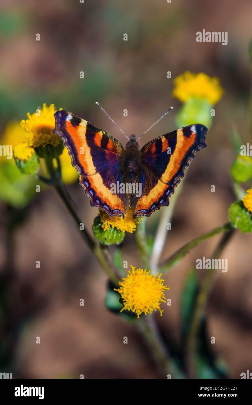 Okanogan butterfly hi-res stock photography and images - Alamy