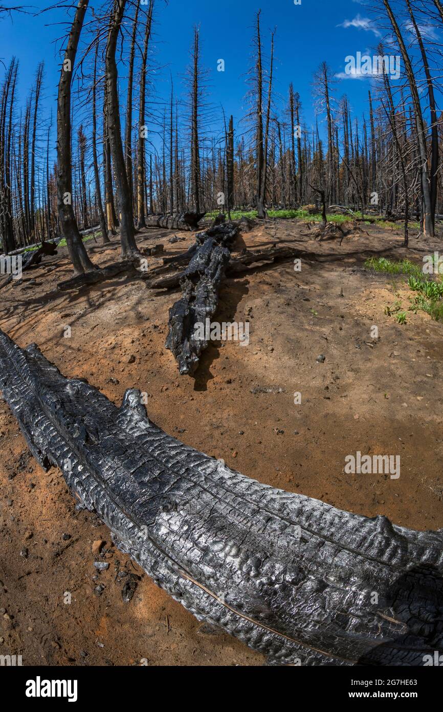 Lodgepole Pine, Pinus contorta, forest burned in the 2012 Table ...