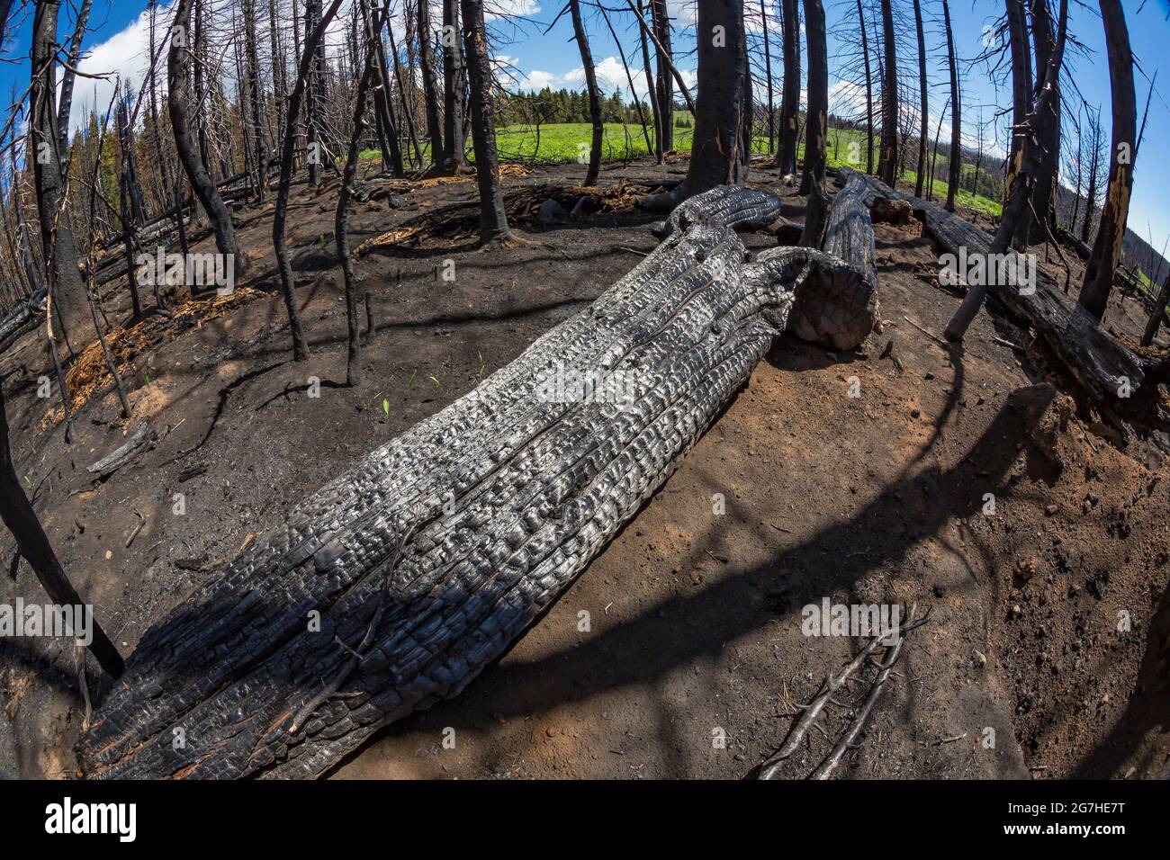 Lodgepole complex fire hi-res stock photography and images - Alamy