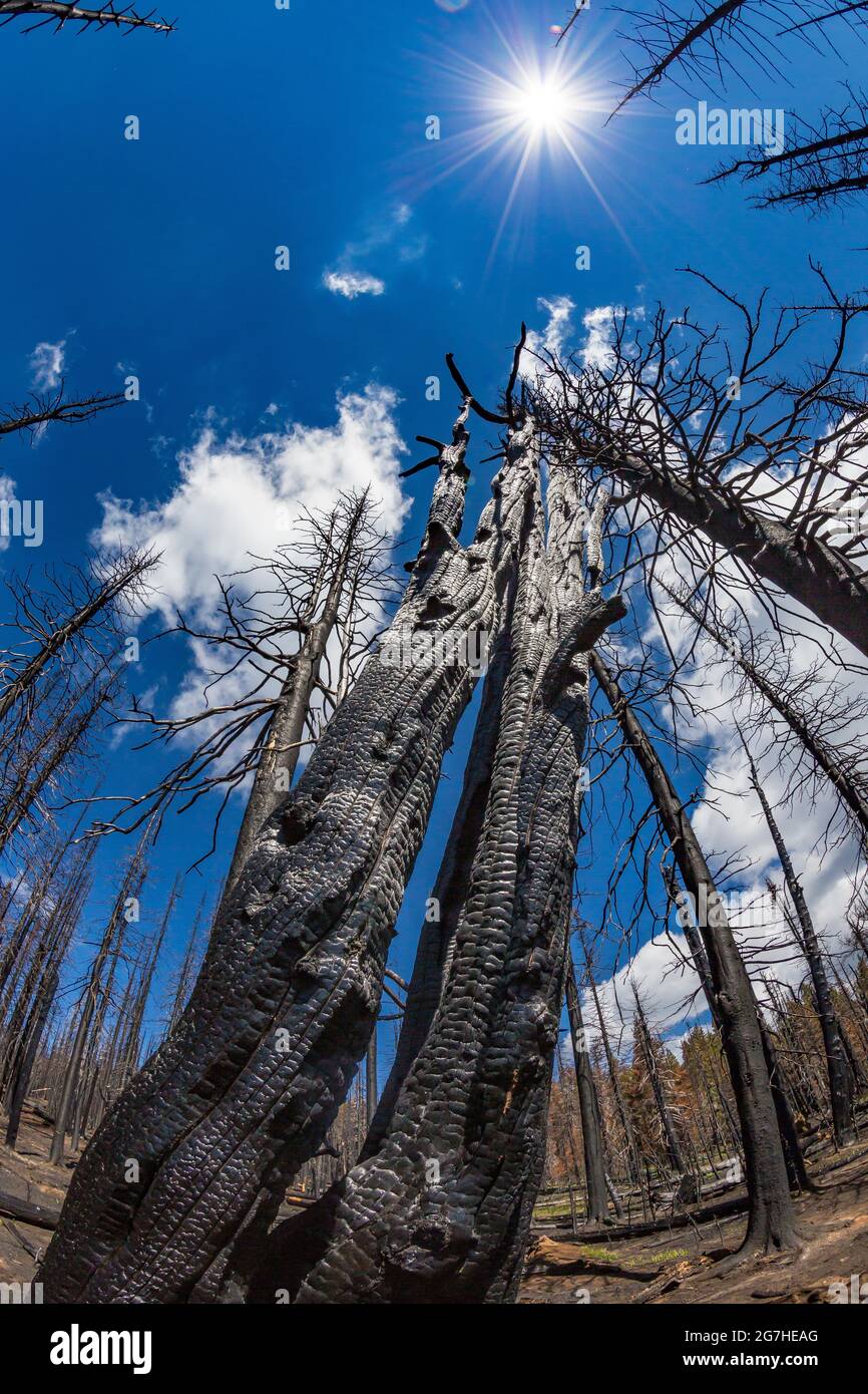 Lodgepole Pine, Pinus contorta, forest burned in the 2012 Table ...