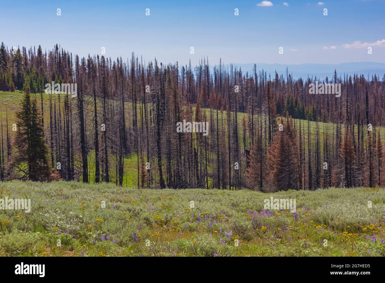 Lodgepole Pine, Pinus contorta, forest burned in the 2012 Table ...