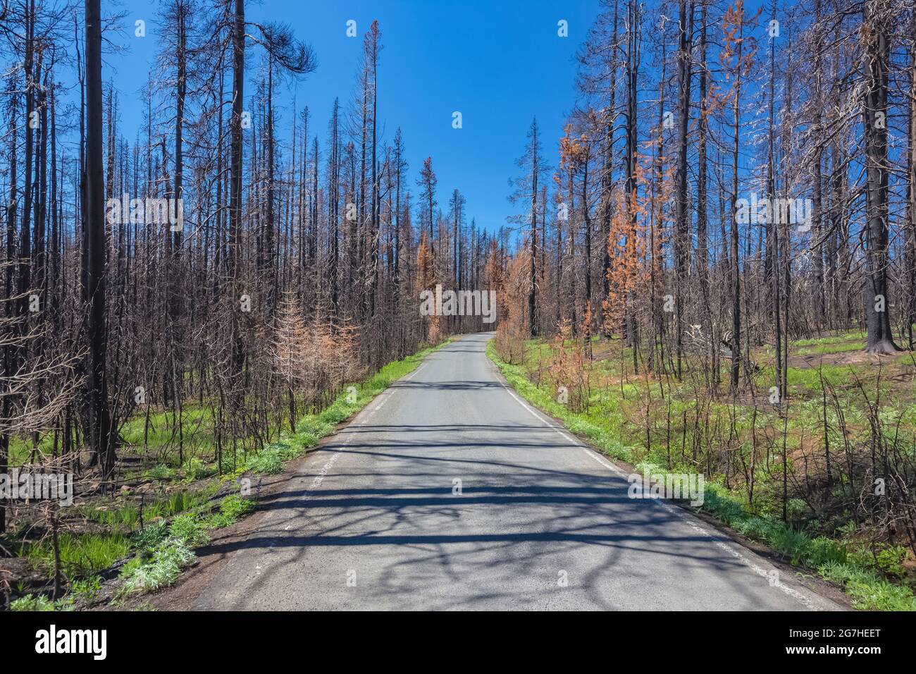 Road through forest burned in the 2012 Table Mountain Fire, Table ...