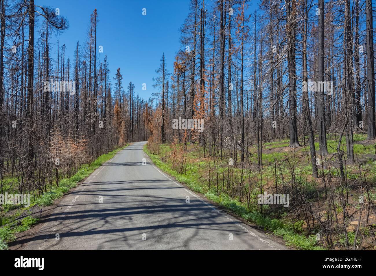 Road through forest burned in the 2012 Table Mountain Fire, Table ...