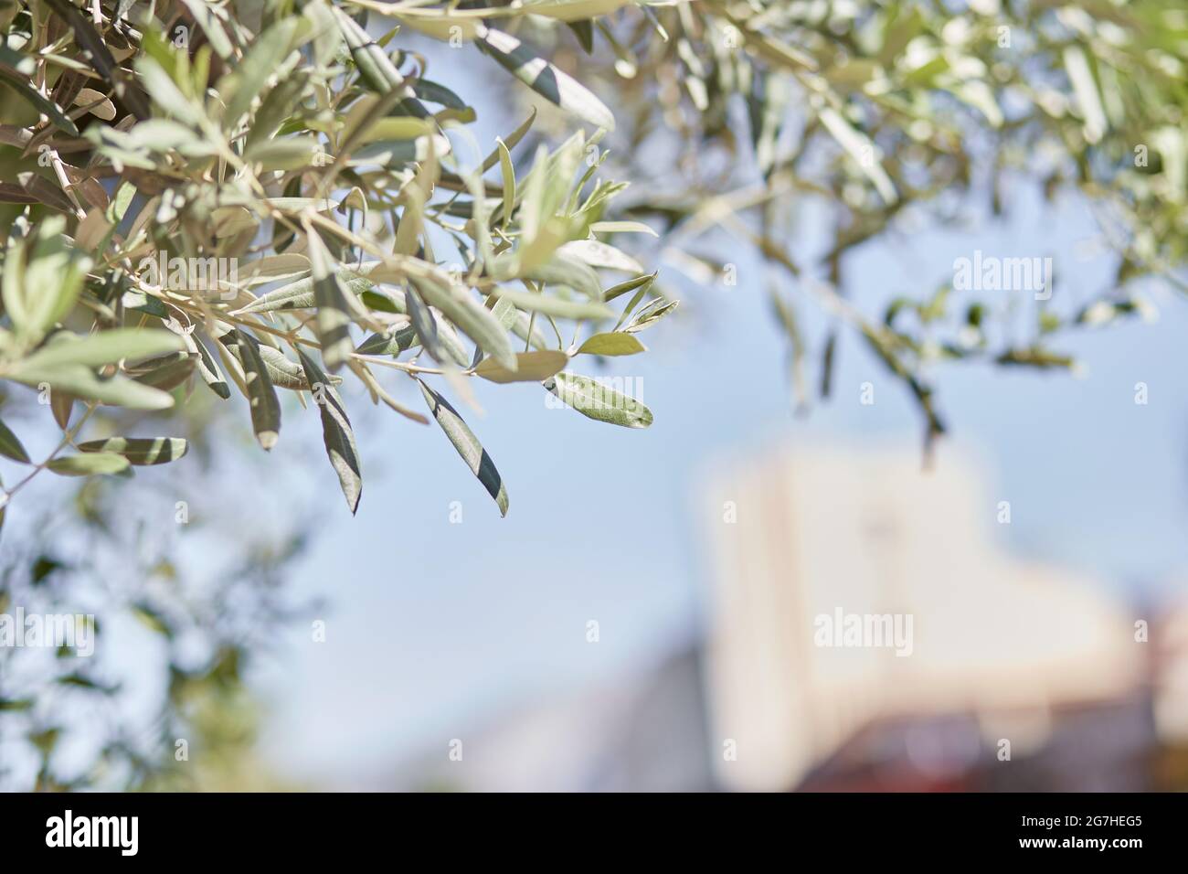 Beautiful light background of olive tree with copy space. High quality ...