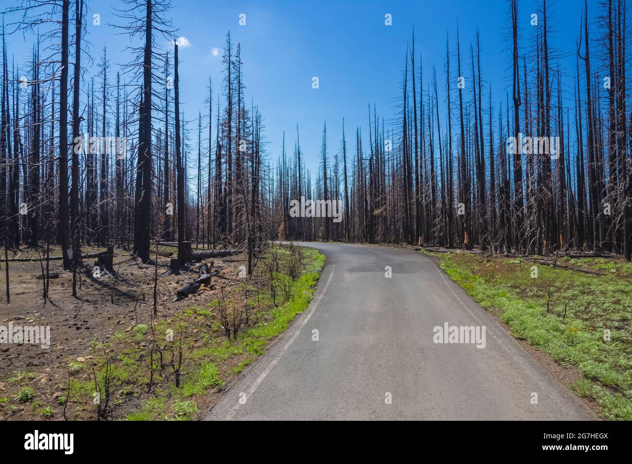 Road through forest burned in the 2012 Table Mountain Fire, Table ...
