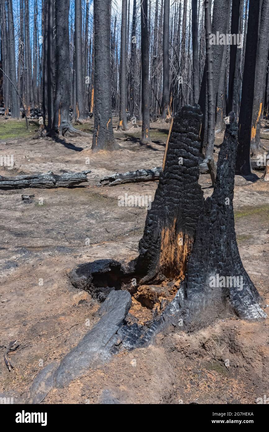 Lodgepole Pine, Pinus contorta, forest burned in the 2012 Table ...